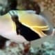 rectangular triggerfish for sale | humu humu trigger for sale trigger ...