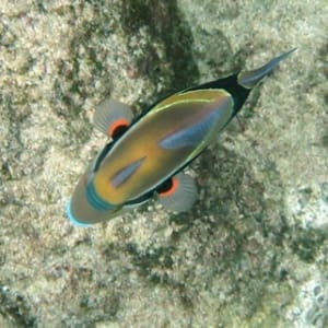rectangular triggerfish for sale | humu humu trigger for sale trigger ...