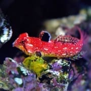 Ruby Red Dragonet goby for sale - Blue Tang, Clownfish, and Angelfish ...