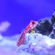 Ruby Red Dragonet goby for sale - Blue Tang, Clownfish, and Angelfish ...