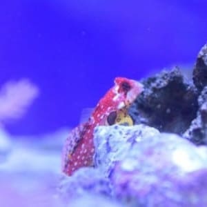 Ruby Red Dragonet goby for sale - Blue Tang, Clownfish, and Angelfish ...
