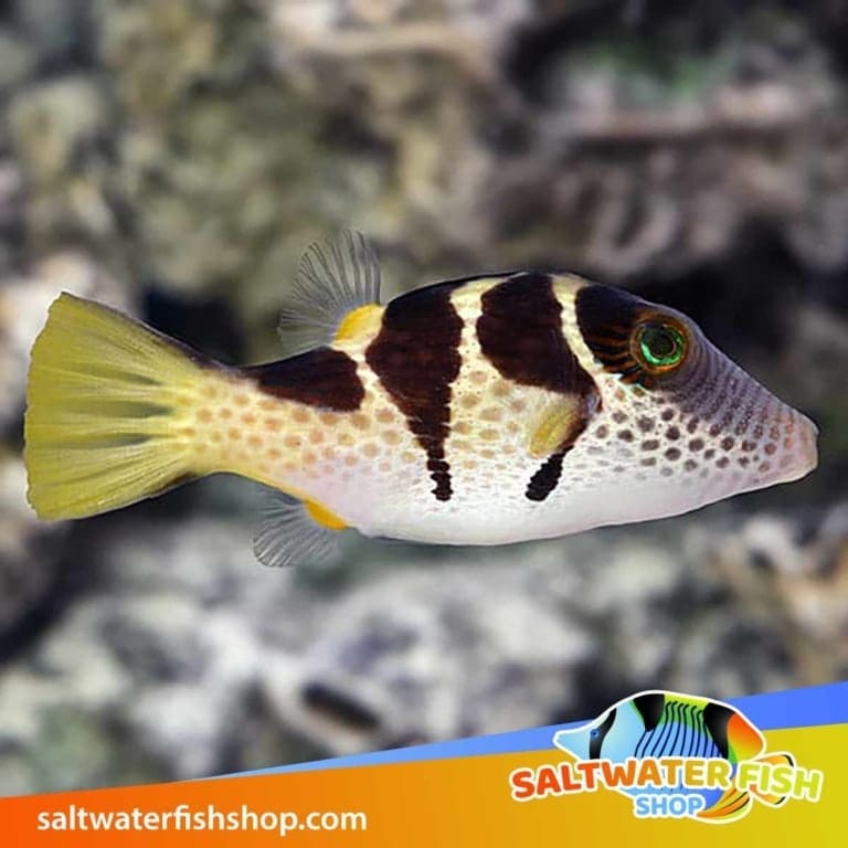 Valentini puffer for sale | Valentini pufferfish for sale online near me