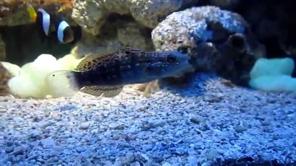 Sleeper Banded Bullet Goby (Amblygobius phalaena) - Blue Tang ...