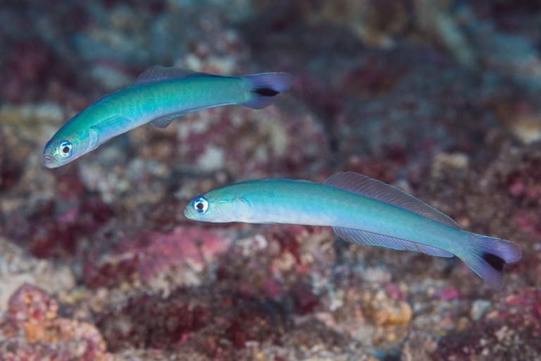 Filamented Gudgeon Dart Fish for Sale! Spot Tail dartfish for sale.