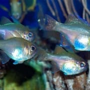 Threadfin Cardinal Fish for sale near me | Threadfin cardinal for sale ...
