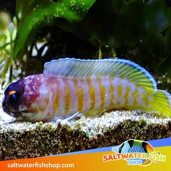 Blue Spotted Jawfish for sale | blue spot jaw fish for sale online