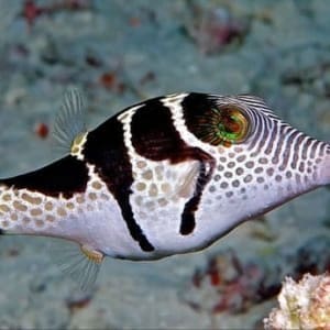 Valentini puffer for sale | Valentini pufferfish for sale online near me