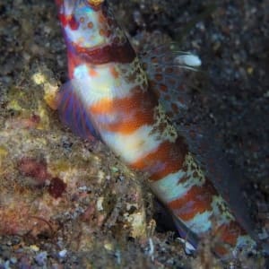 Bumblebee goby for sale online | buy bumble bee gobies for sale near me