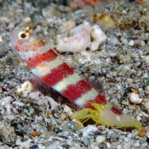 Bumblebee goby for sale online | buy bumble bee gobies for sale near me