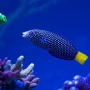 Yellowtail Tamarin Wrasse - Blue Tang, Clownfish, and Angelfish For ...