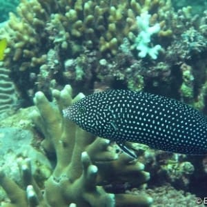 Yellowtail Tamarin Wrasse - Blue Tang, Clownfish, and Angelfish For ...