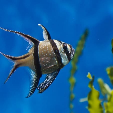 Banggai Cardinalfish for sale Longfin Cardinal fish sale | Kaudern's