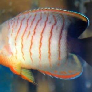 Angelfish tank | Learn about saltwater angelfish aquariums