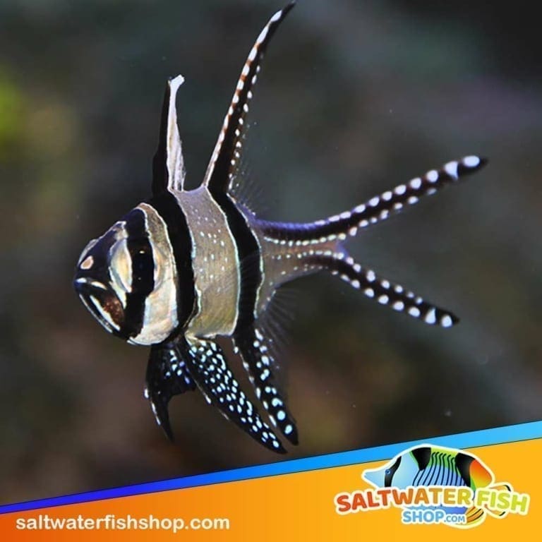 Banggai Cardinalfish for sale Longfin Cardinal fish sale | Kaudern's