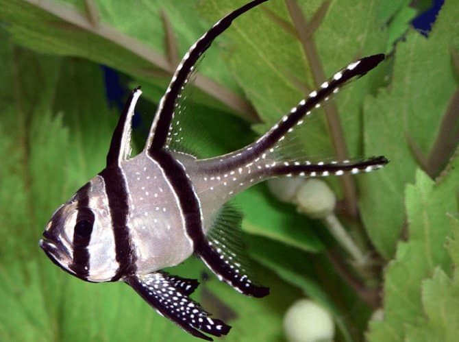 Banggai Cardinalfish for sale | Longfin Cardinalfish | Kaudern's Cardinal