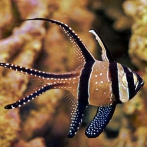 Banggai Cardinalfish for sale Longfin Cardinal fish sale | Kaudern's