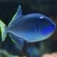 Blue Throat Triggerfish for sale | Blue Jaw trigger for sale online ...