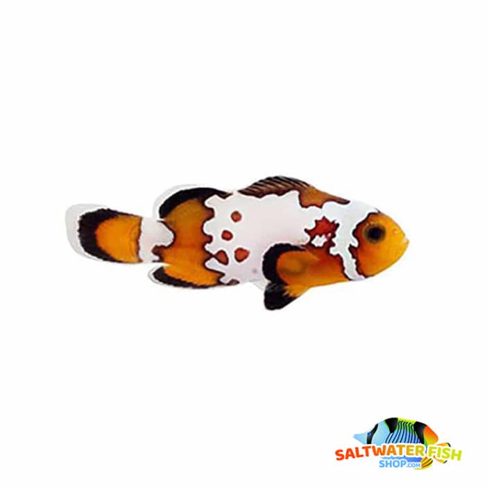 blizzard clownfish for sale | baby blizzard clown fish for sale online