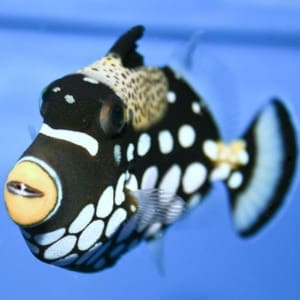 Clown Triggerfish for sale | Clown trigger for sale online fish store