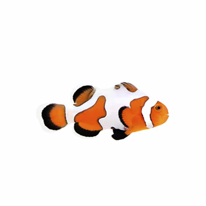 blizzard clownfish for sale | baby blizzard clown fish for sale online