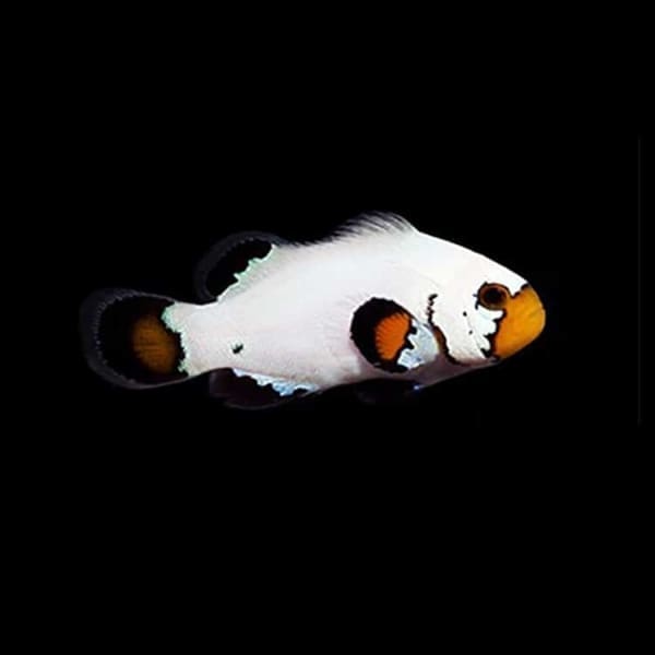 Flurry clownfish for sale | flurry ocellaris clown fish for sale ...
