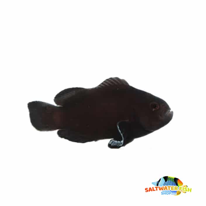 blizzard clownfish for sale | baby blizzard clown fish for sale online