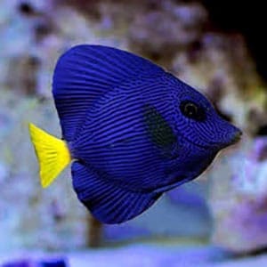 Tank Tank Mates Tang Fish Tank Mates Surgeonfish Tank Mates