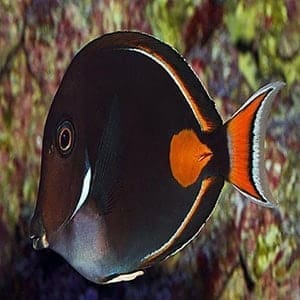 Tang Water Salinity Tang Fish Water Salinity Surgeonfish Water Salinity