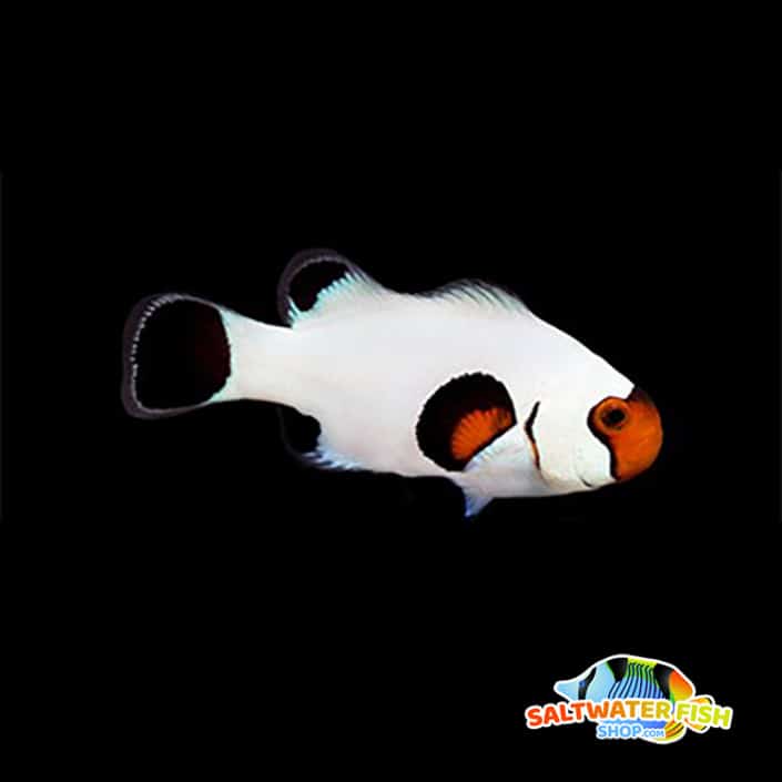 blizzard clownfish for sale | baby blizzard clown fish for sale online