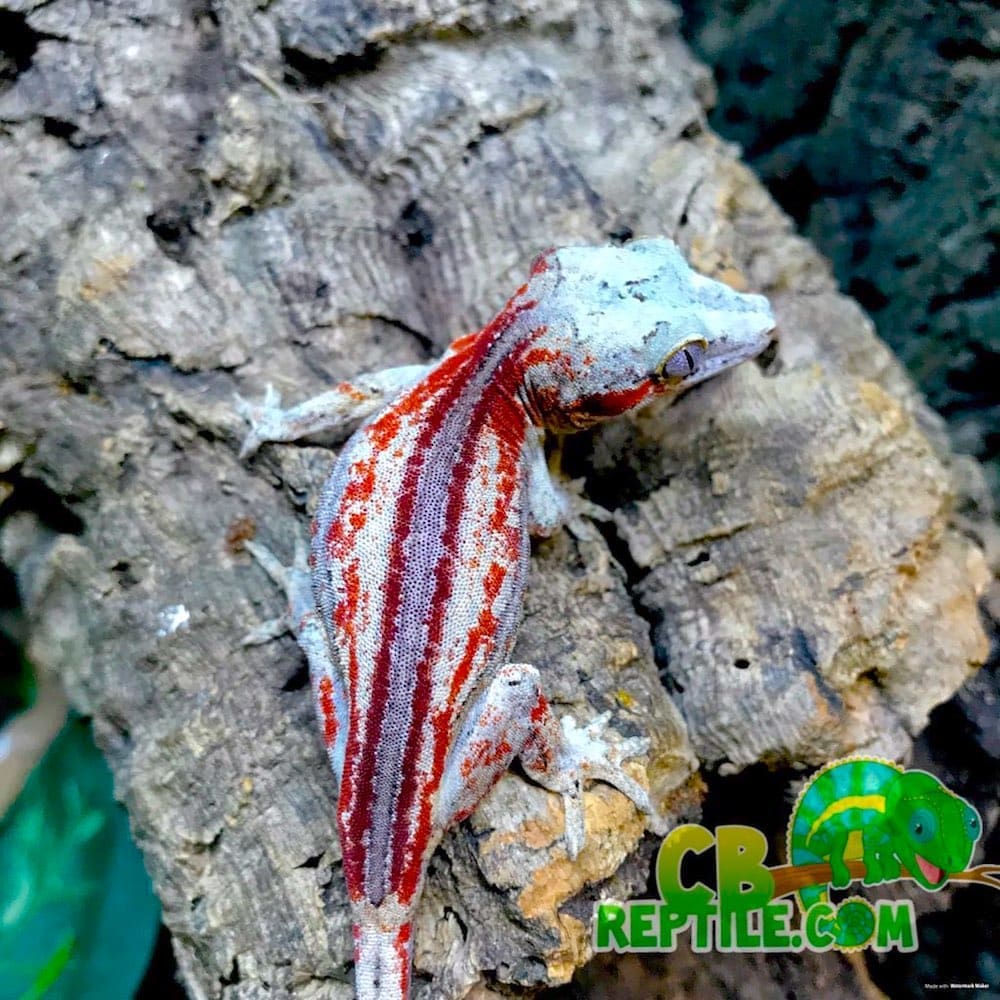 Geckos for sale | leopard | crested | gargoyle | African fat tail ...