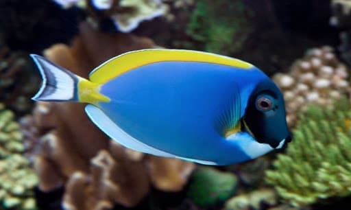 How to Care for Powder Blue Tang How to Care for a Powder Blue Tang