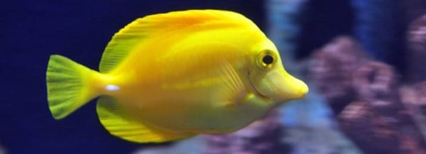 Yellow Tang Info Yellow Tang Information Yellow Sailfin Information