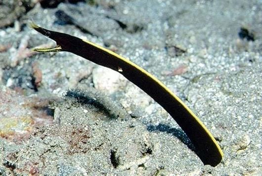 Black Ribbon Eel Oxygen Black Ribbon Eel Tank Oxygen