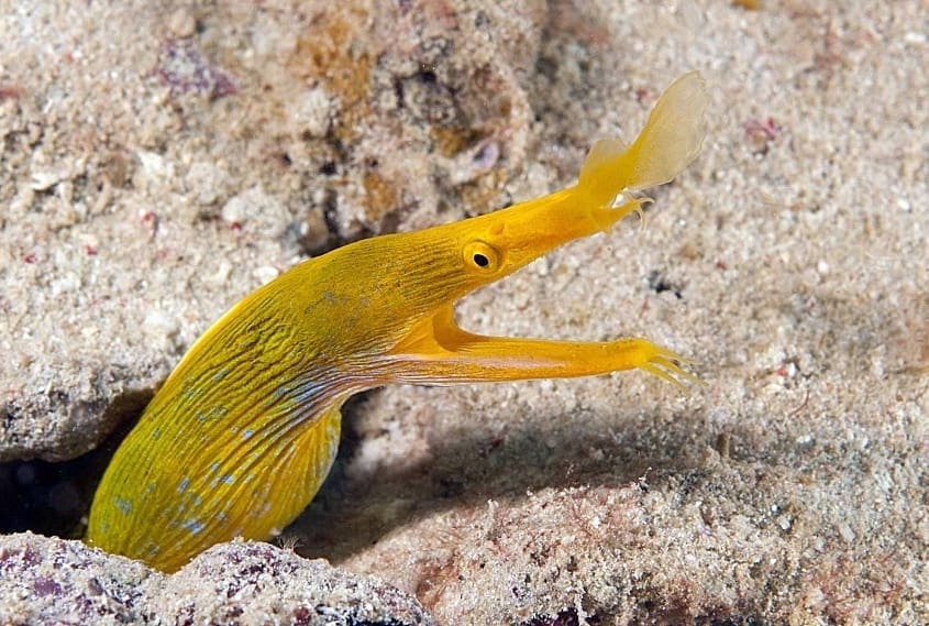 Blue Ribbon Eel Aggression Ribbon Eel Aggression