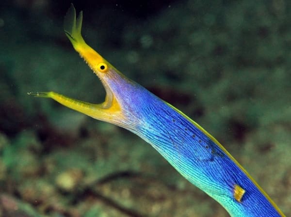Blue Ribbon Eel Origin Ribbon Eel Origin Where do Blue Ribbon Eels Live
