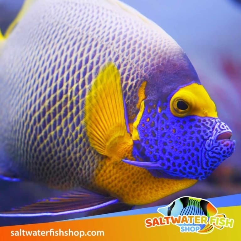 blue face angel fish price Archives - Blue Tang, Clownfish, and ...