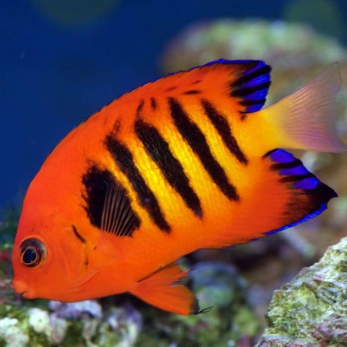 Saltwater Angelfish diet | Angelfish food for sale for marine angel fish