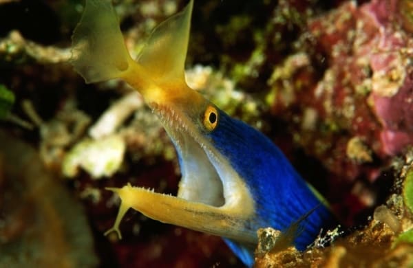 How to Care for Blue Ribbon Eel How to Care for Ribbon Eel