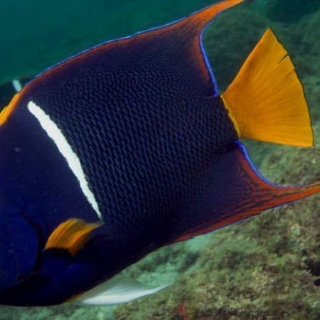 Passer Angelfish for sale | Marine Passer Angelfish for sale near me King
