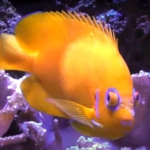 Lemon peel Angelfish for sale | lemon peel Angel fish for sale online