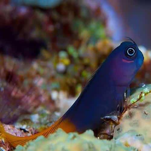Blenny for sale | saltwater blennies for sale online | marine fish for sale