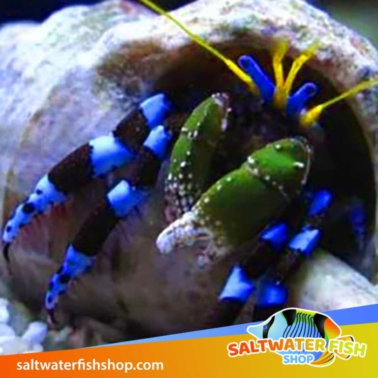 blue leg hermit crab for sale online | blue legged hermit crab sale