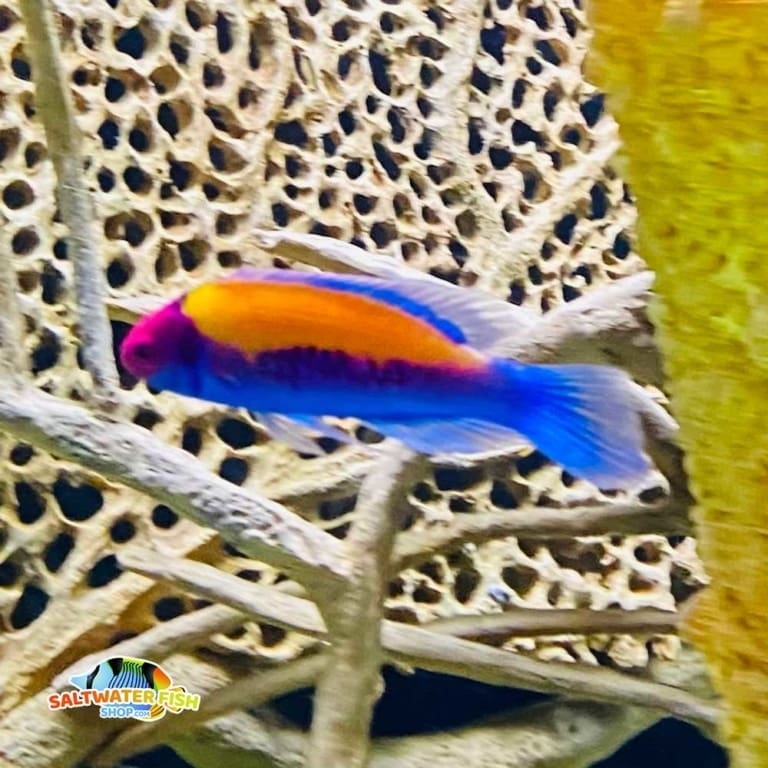 Orange back fairy wrasse for sale orange backed fairy wrasse sale