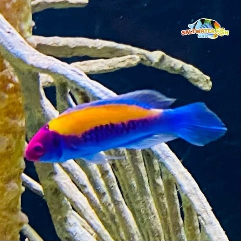 Orange back fairy wrasse for sale orange backed fairy wrasse sale