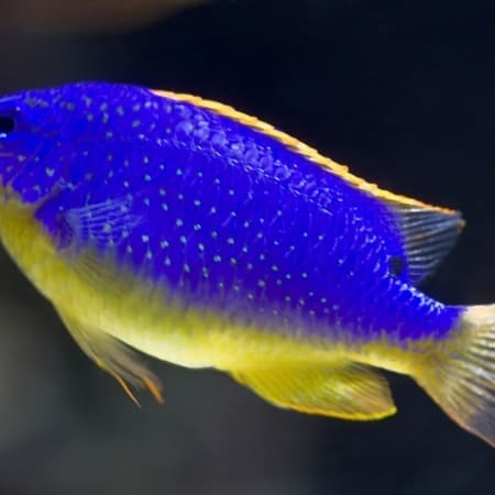 Fiji blue damselfish for sale online fish | Fiji blue damselfish sale