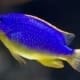 Fiji blue damselfish for sale online fish | Fiji blue damselfish sale
