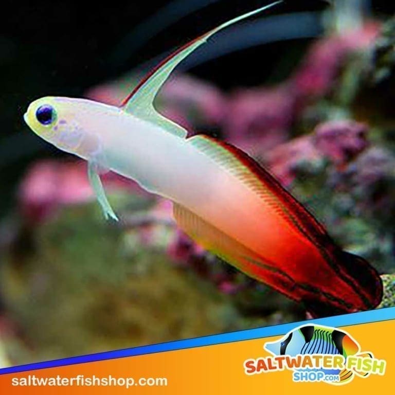 Firefish goby for sale | marine dartfish for sale online | Fire Fish gobies