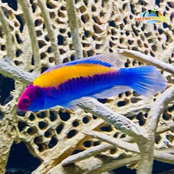 Orange back fairy wrasse for sale orange backed fairy wrasse sale