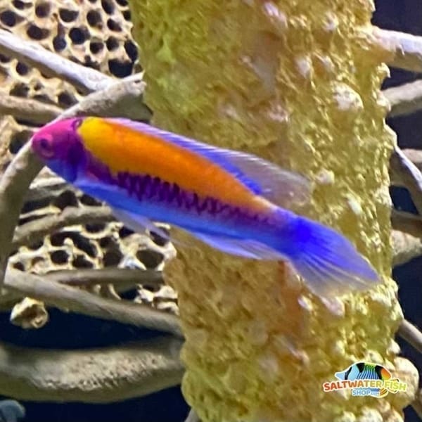 Orange back fairy wrasse for sale orange backed fairy wrasse sale