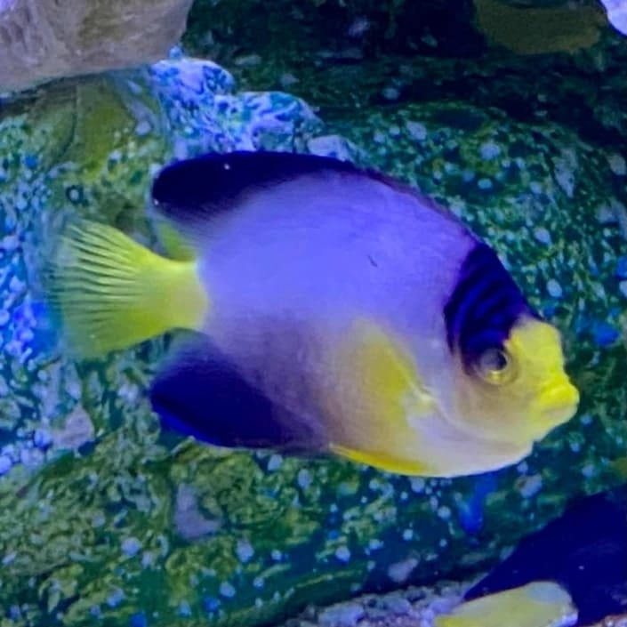Singapore Angelfish for sale | Marine Emperor Angel fish for sale near me
